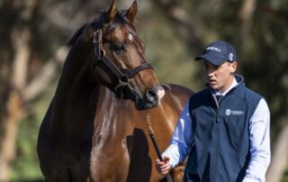 Ole Kirk - Vinery Stud