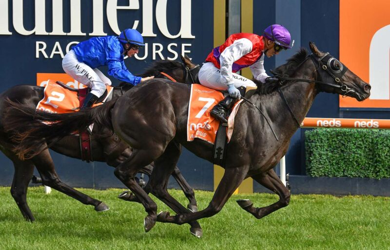 STALLIONS - Vinery Stud