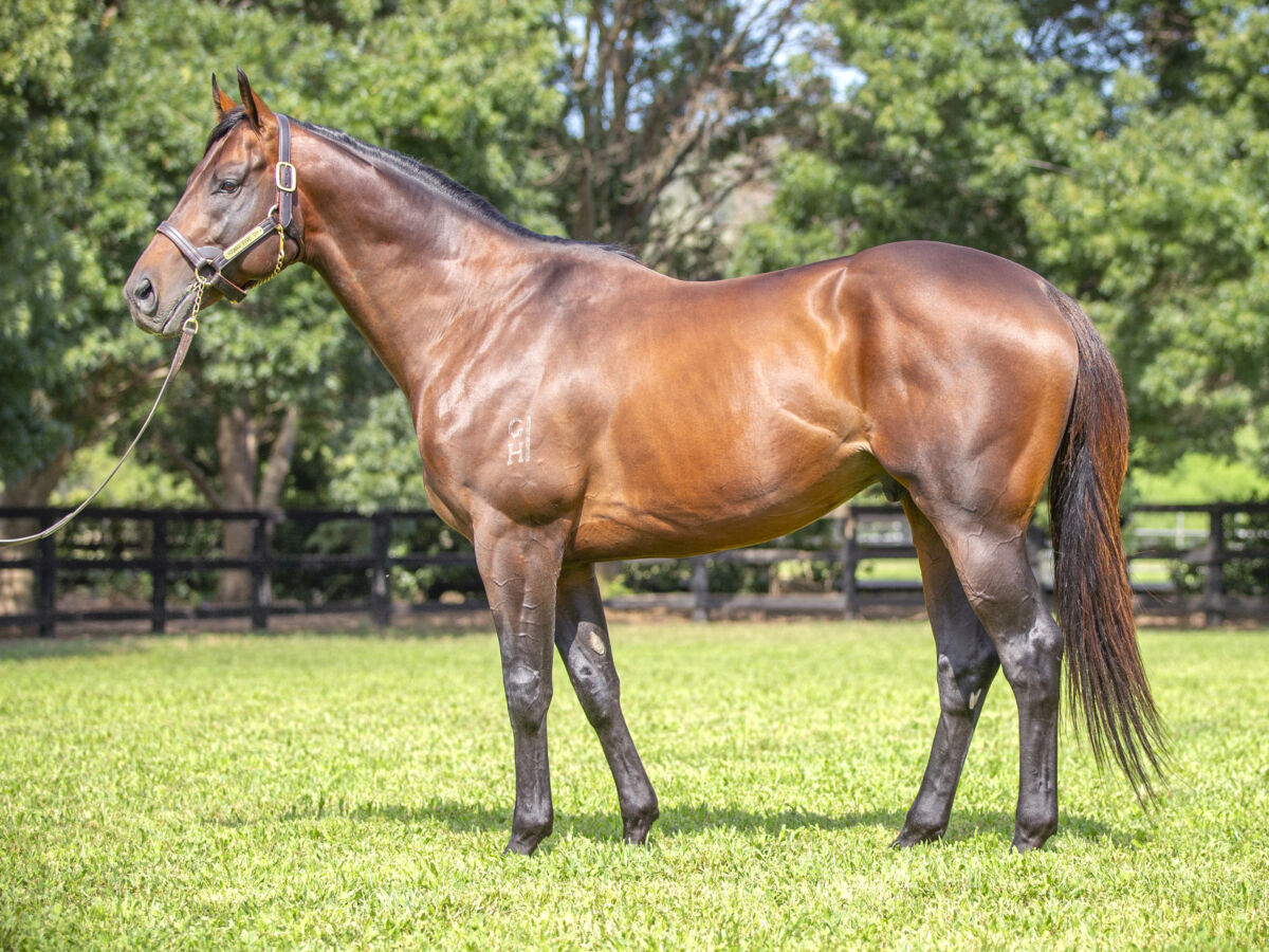 Hawaii Five Oh - Vinery Stud