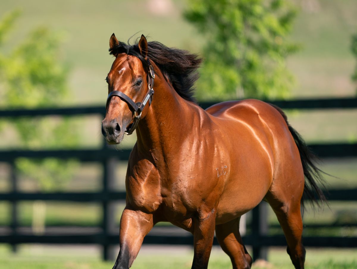 Vinery and Kia Ora Unite Stallion Operations - Vinery Stud
